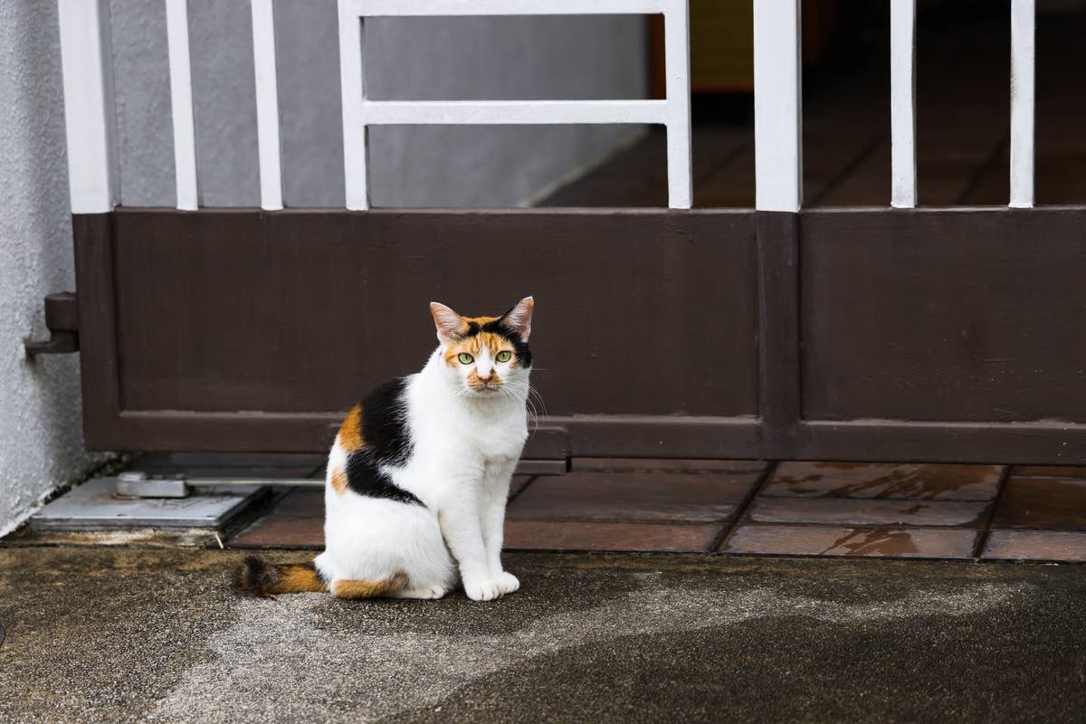 Calico Cat Has Distinct Pattern on Her Back That Looks Like Jesus and ...