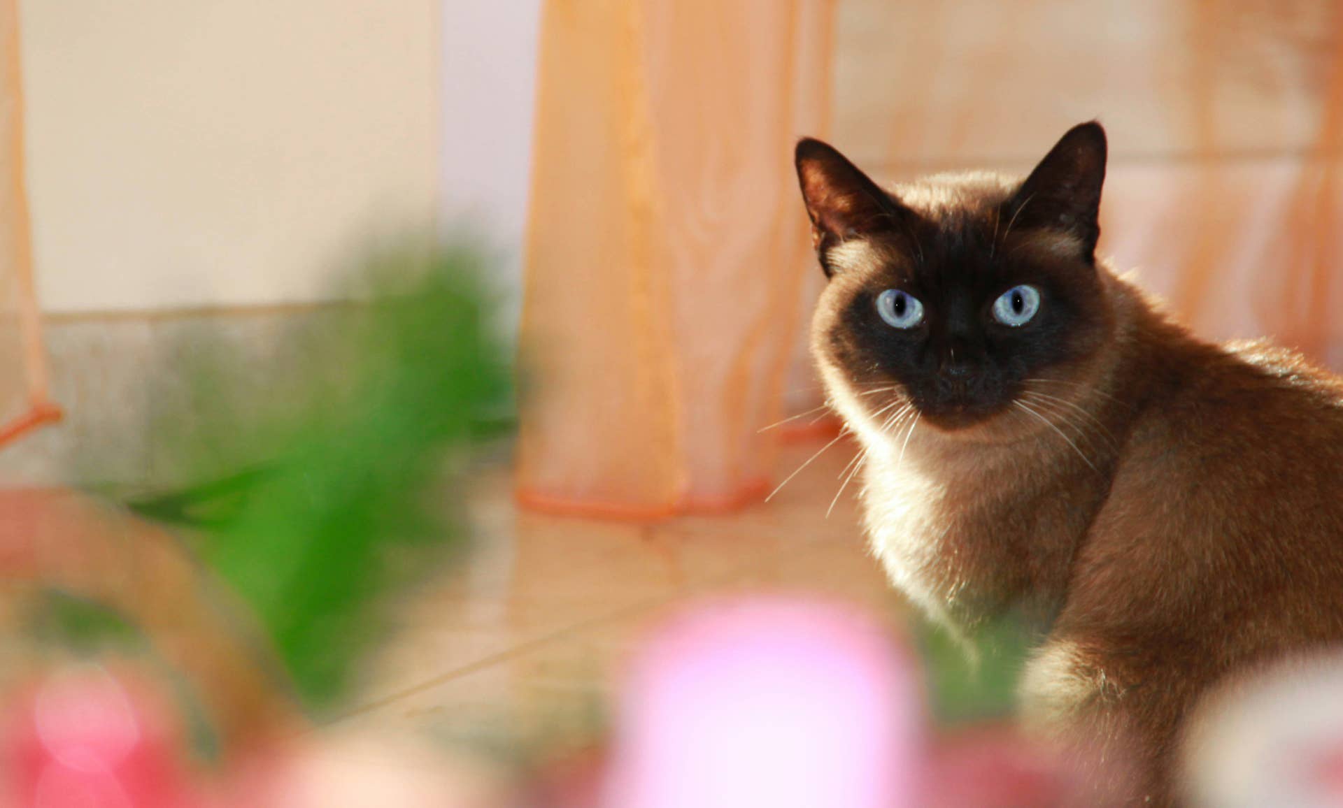'Talking' Siamese Cat Puts New Kitten in 'Jail' Then Pleads the 5th ...