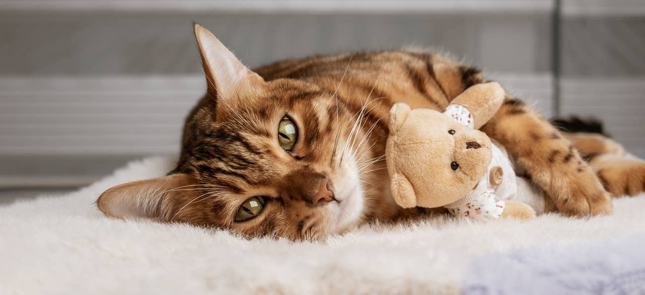6 Heartbreaking Signs Your Cat is Sad, According to Vets - Parade Pets