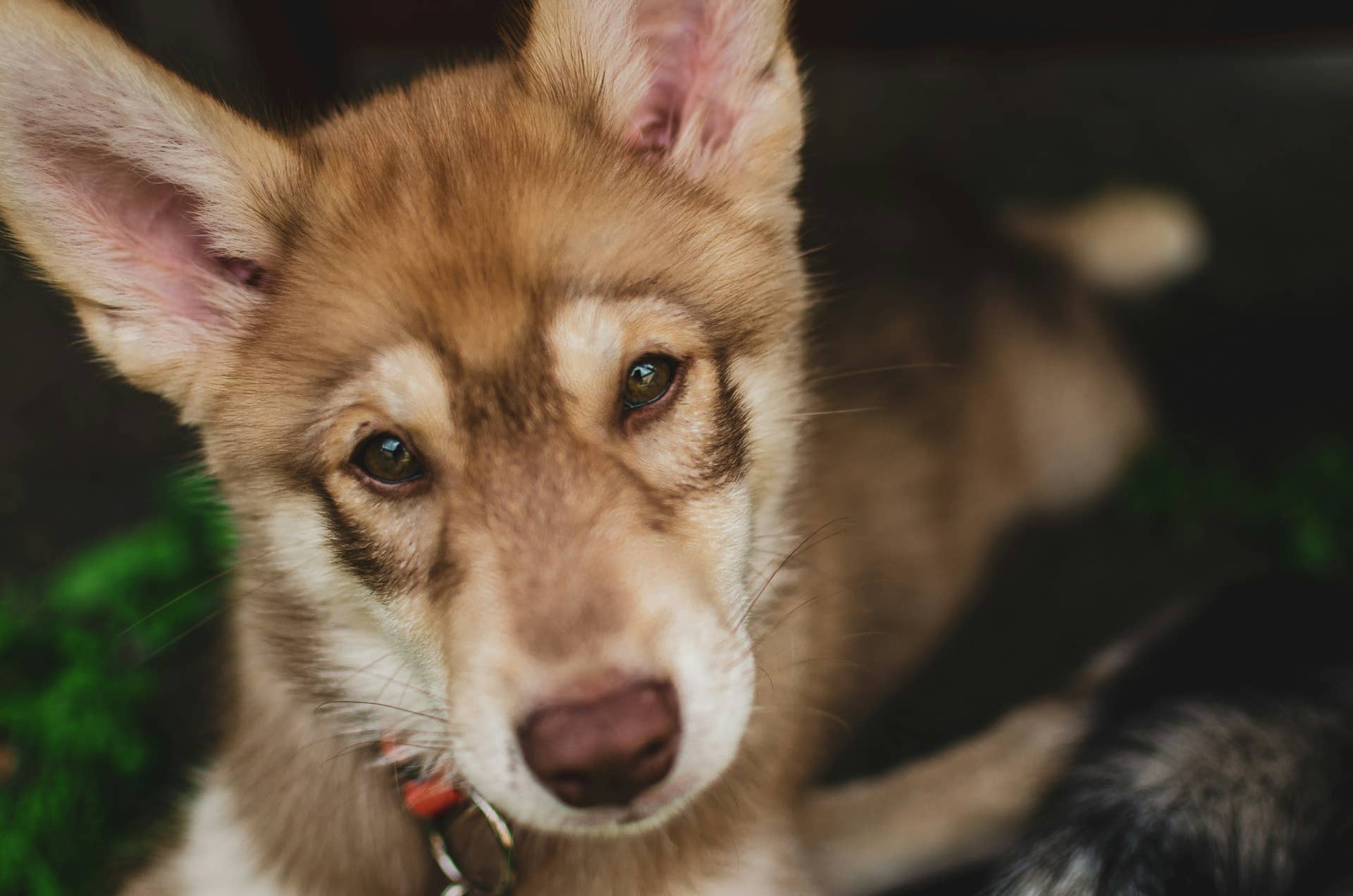 Husky Mix Rescued From 'Shortest Chain You Could Imagine' Now Living ...