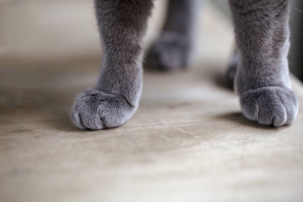 Grey Cat’s Massive ‘Green Alien’ Eyes Have Everyone Smitten - Parade Pets