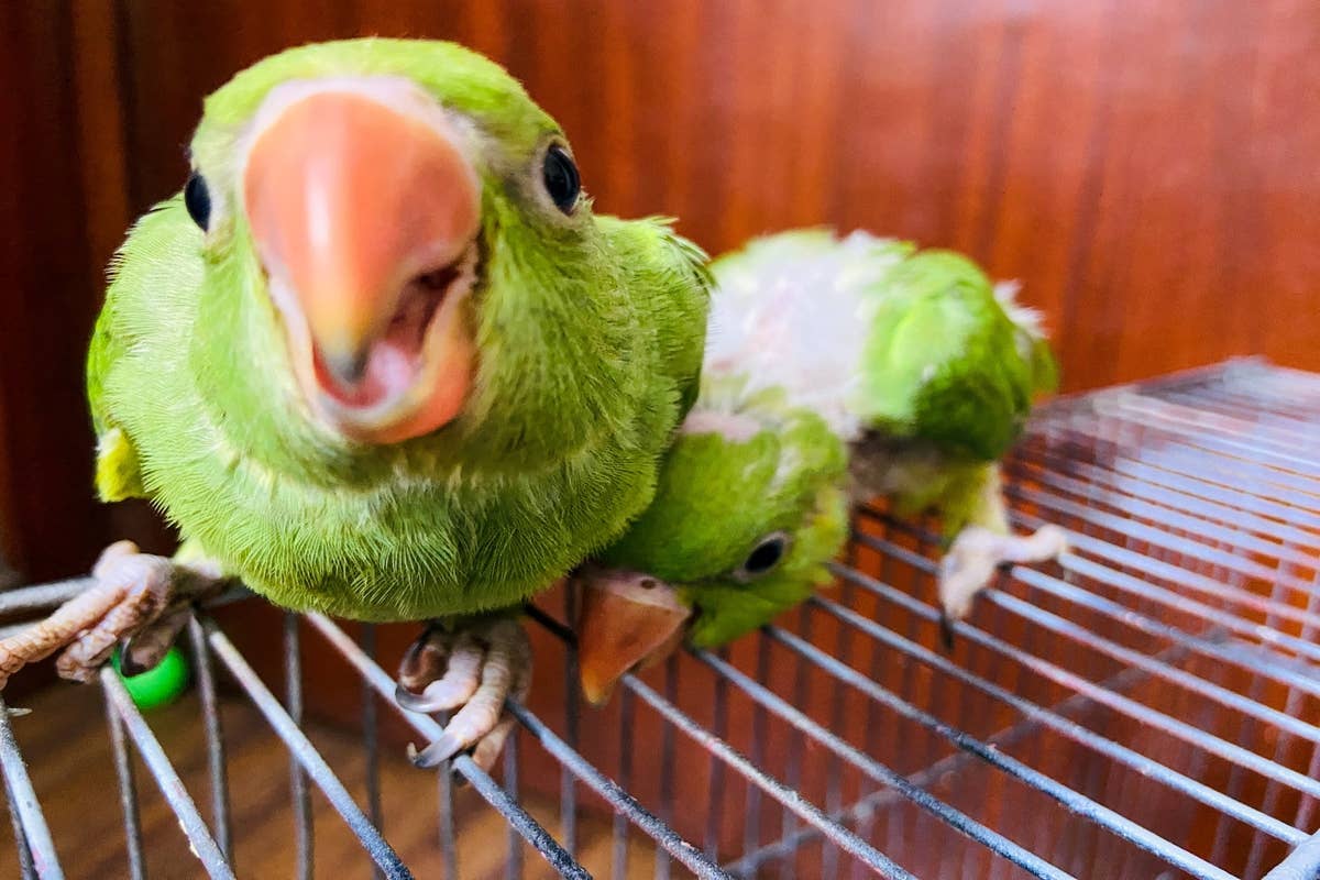 Macaw - Parade Pets