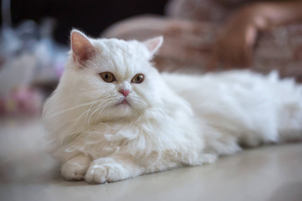 6 Most Expensive Cat Breeds in 2026, According to Experts - Parade Pets
