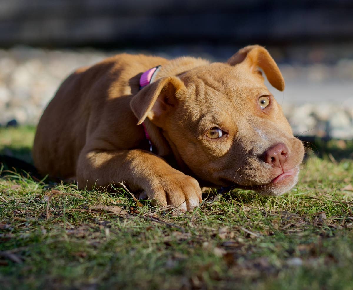 Pit Bull Pups Dress as 'The Pitt' Characters to Boost Adoption - Parade ...