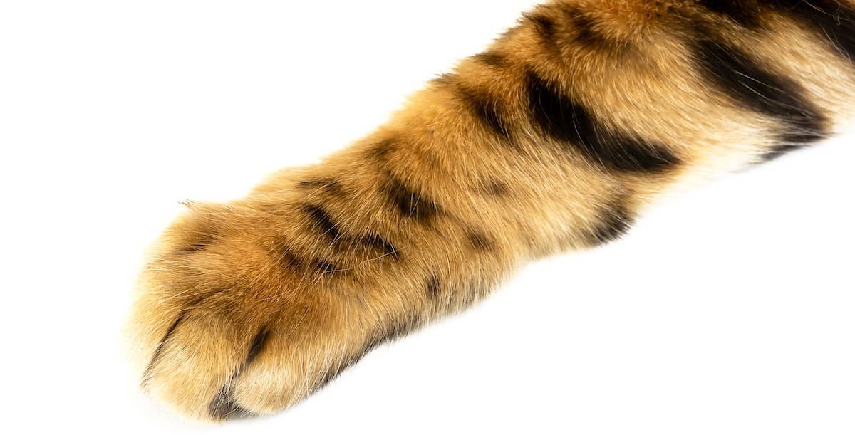Super-Rare Bengal Maine Coon Mix Has the Most Dramatic Eyeliner ...