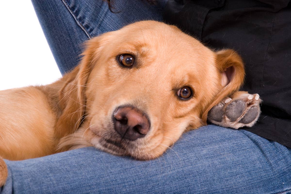 Golden Retriever’s Hilarious Reaction to Fake Pets Goes Viral - Parade Pets