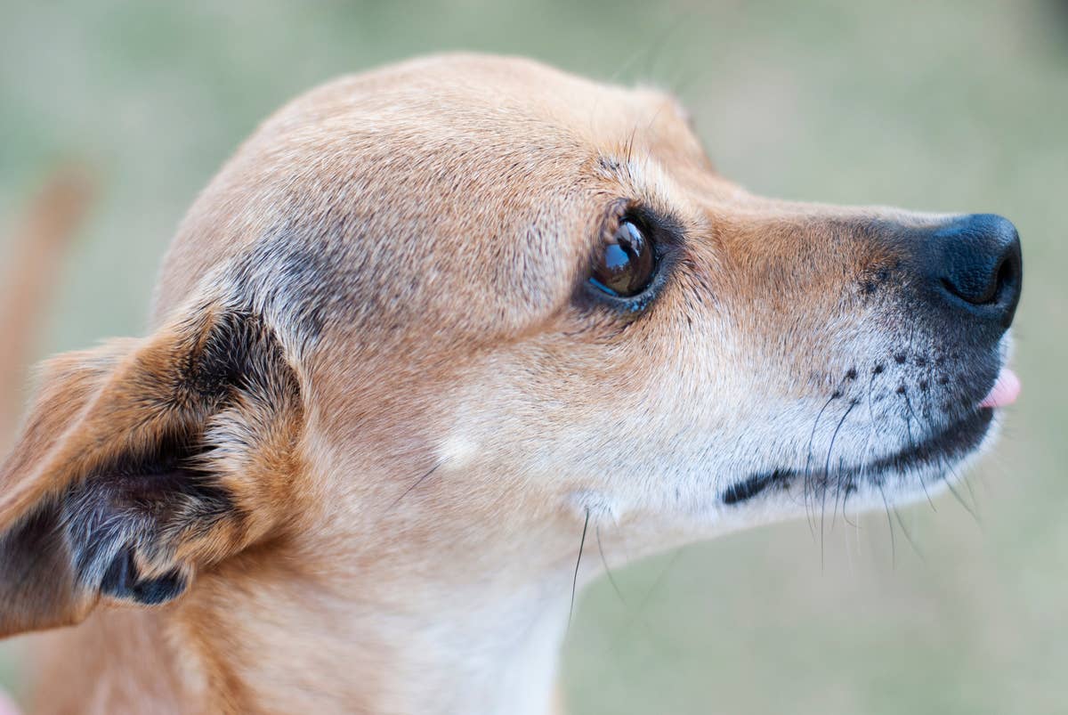 Senior Rescue Dog 'Struggling to Stay Alive' Turns Out to Be the ...