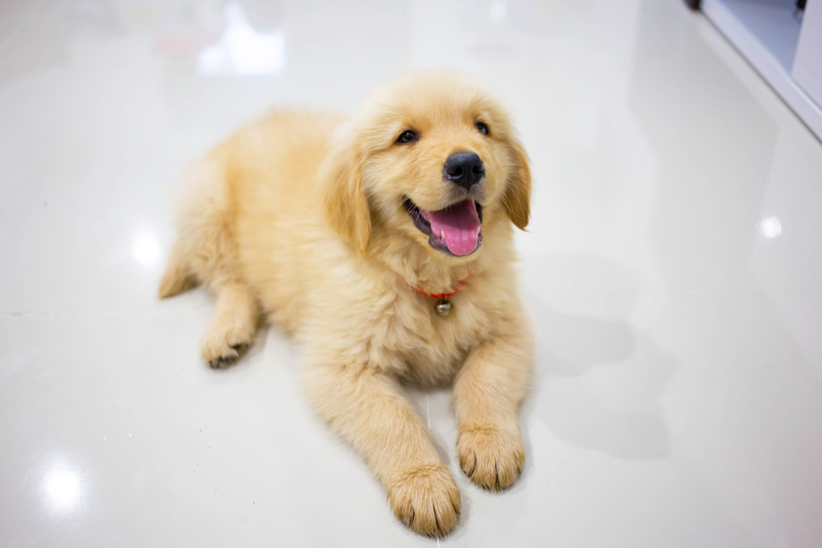 Golden Retriever Puppy Supervises Handymen During Renovation - Parade Pets