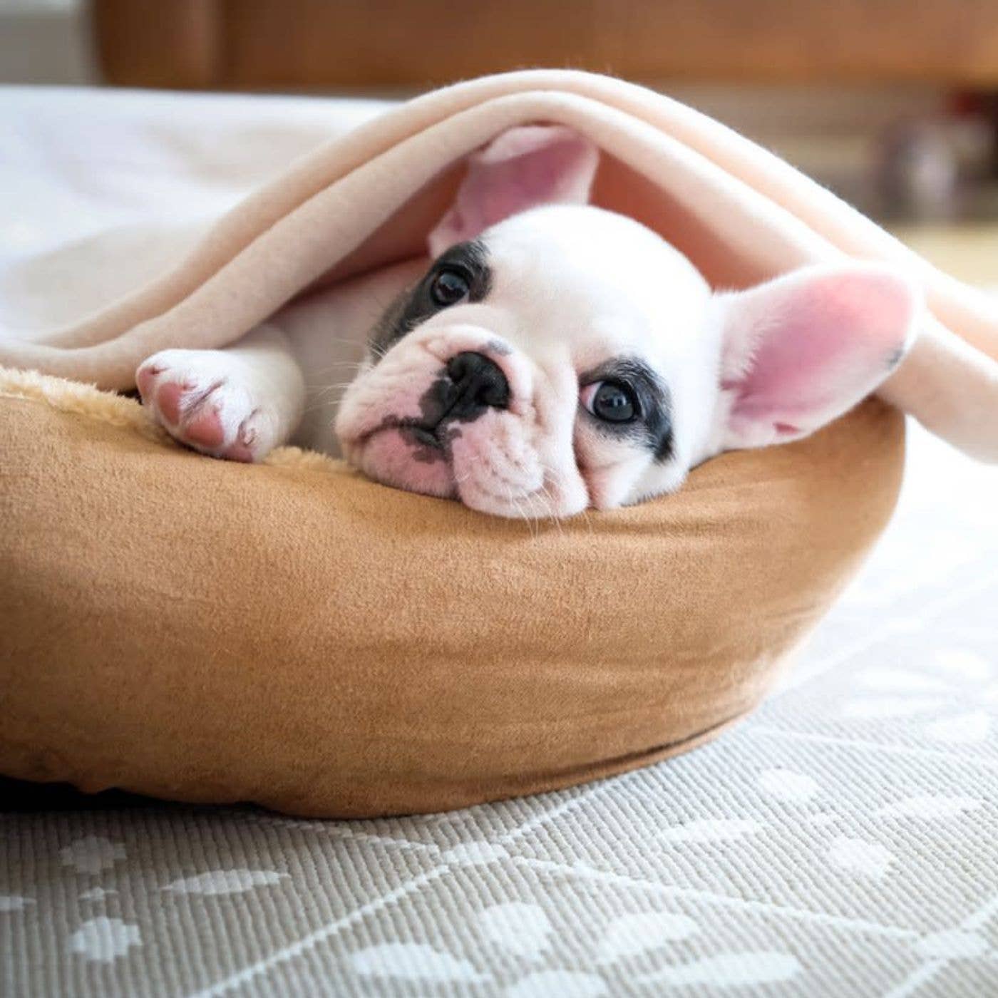 25 Best Dog Breeds for Apartments - Parade Pets