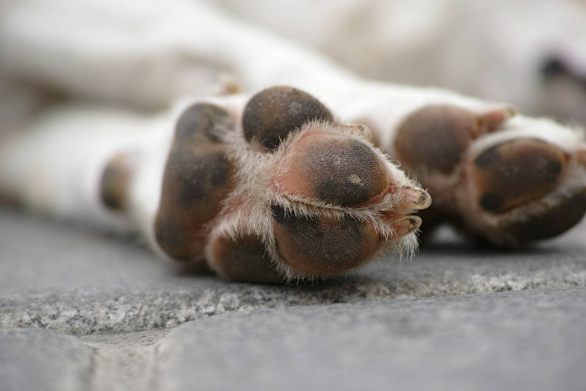 45 Ugly Dog Breeds You'll Love - Parade Pets