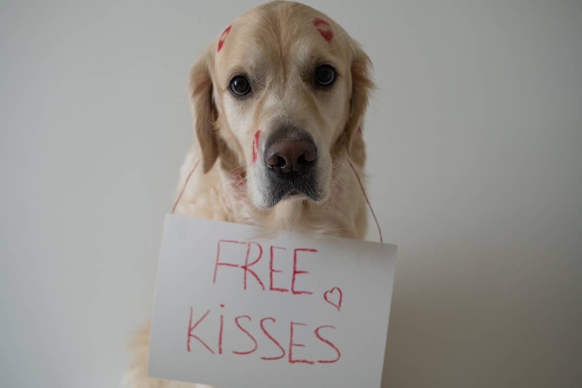 Golden Retriever's Kissing Booth Getup Has Everyone Lining up for a ...