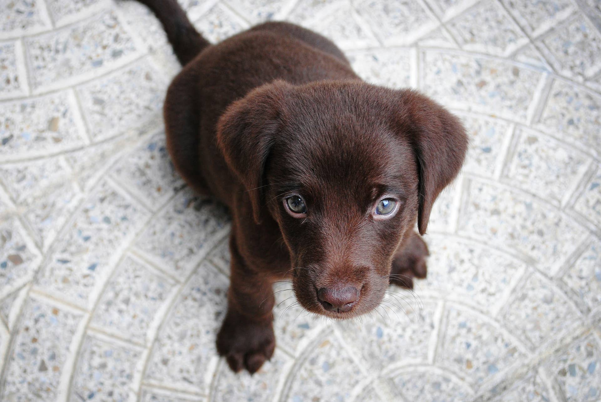 1-Day-Old Lab Puppy and 4-Week-Old Lab Puppy's Side-by-Side Comparison ...