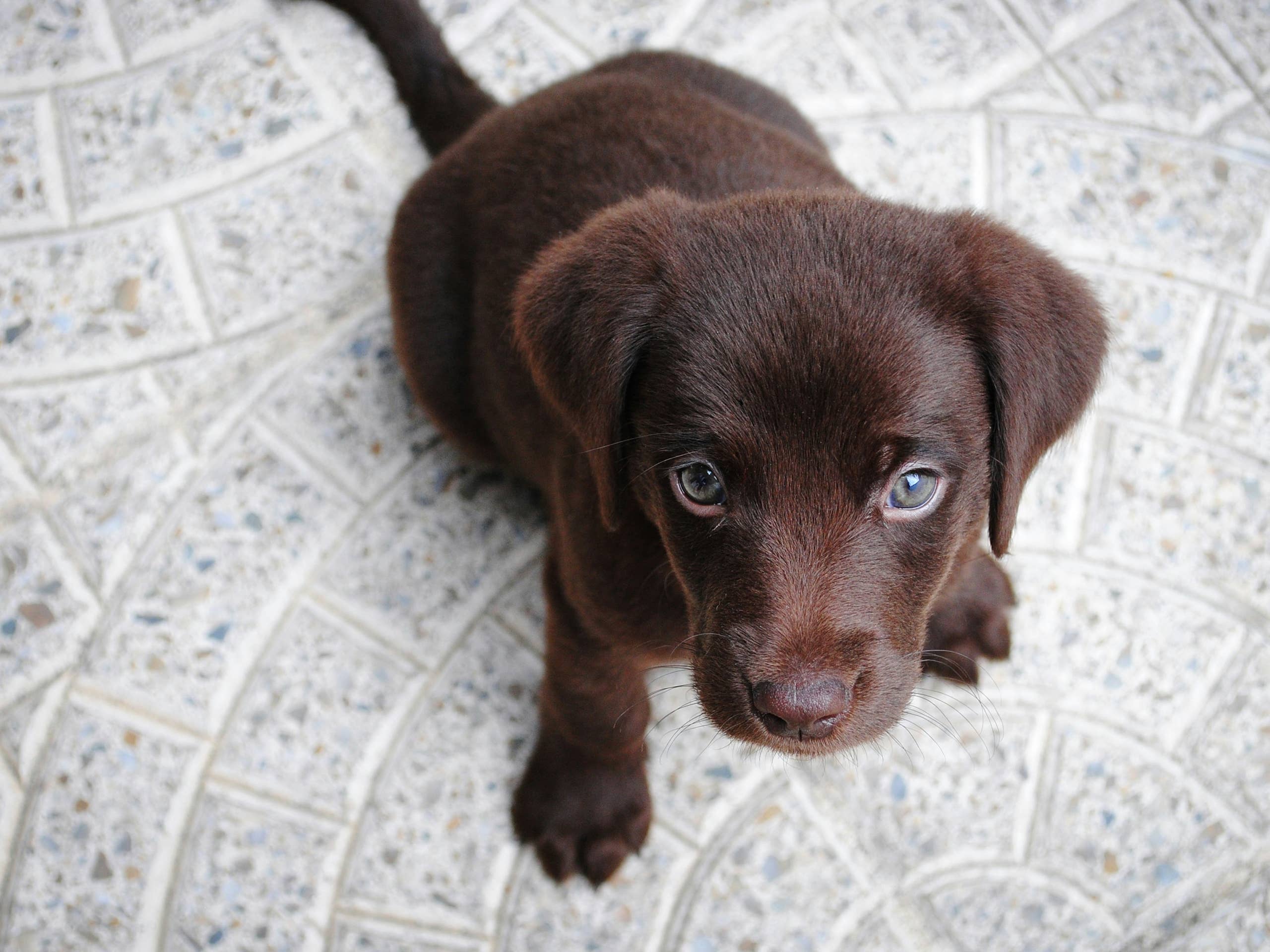 1-Day-Old Lab Puppy and 4-Week-Old Lab Puppy's Side-by-Side Comparison ...