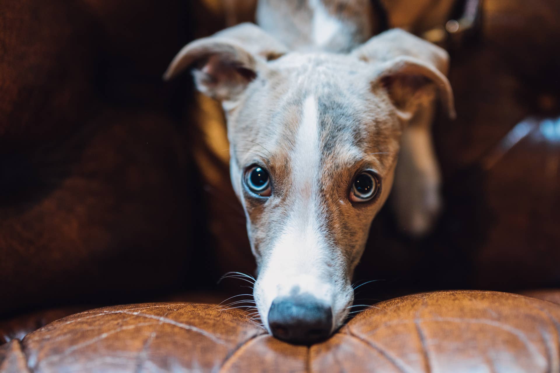 Whippet Puppy Redefines 'Wearing Your Heart on Your Sleeve'—Wait Until ...