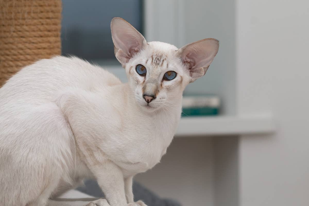 Oriental Shorthair Cat Starts Beef With a Seagull Using Quiet ...