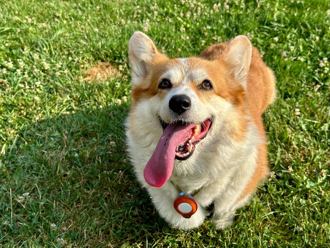 Watch iShowSpeed Have a Hilarious Bark-Off With a Corgi Dog - Parade Pets