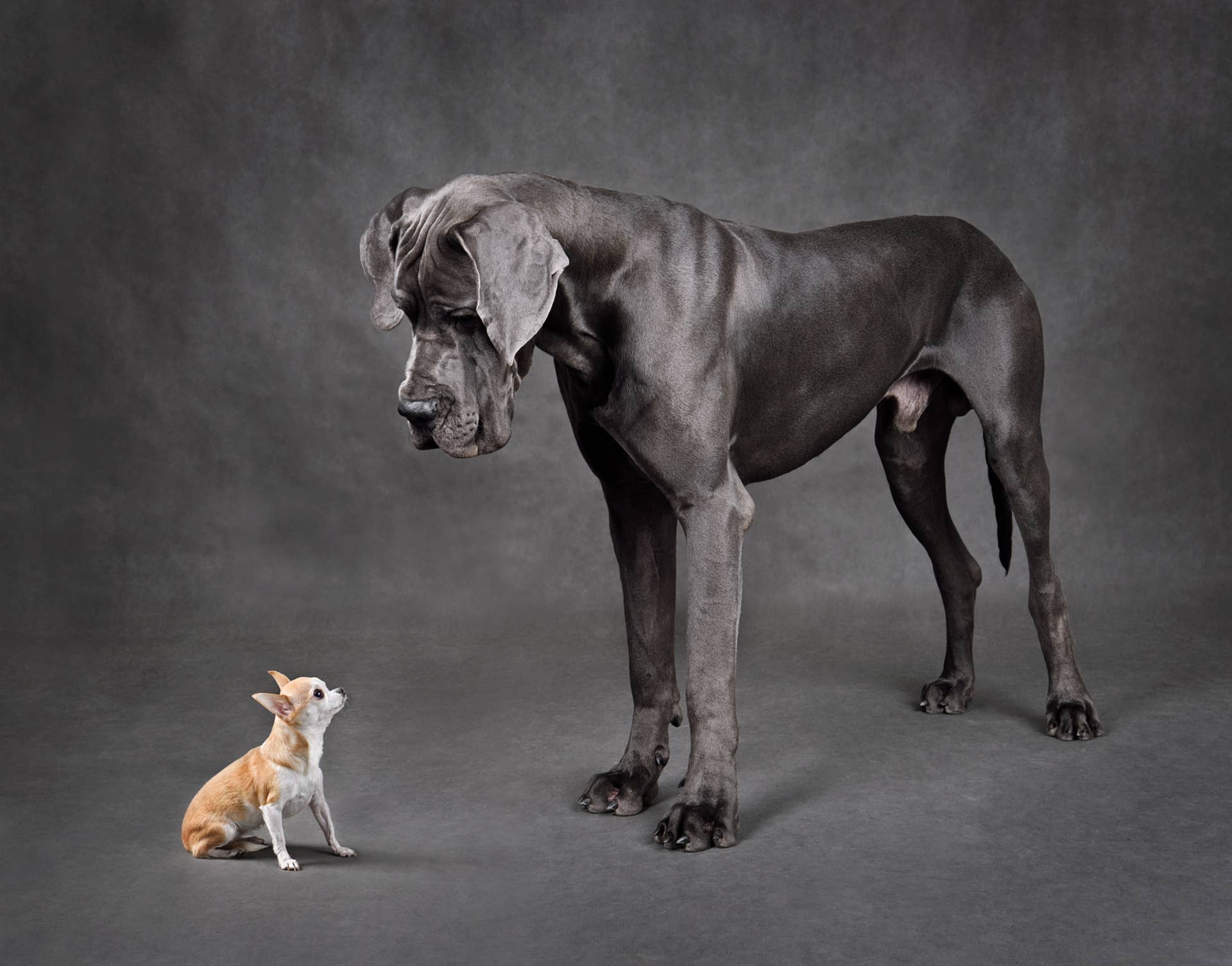 Fearless Chihuahua Pup Challenges Great Dane—Until He Looks Up - Parade ...