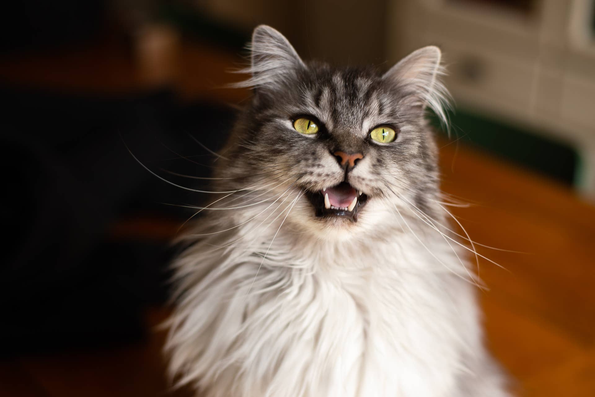 Senior Cat Full of Gratitude After Being Rescued From Shelter Given ...