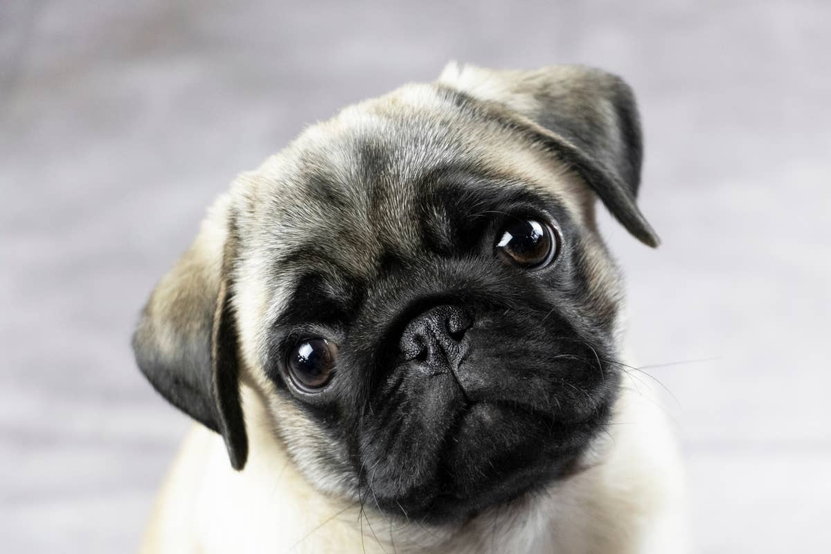 Precious Pug Rescued From Shelter on a Whim Gets the Silliest Zoomies ...
