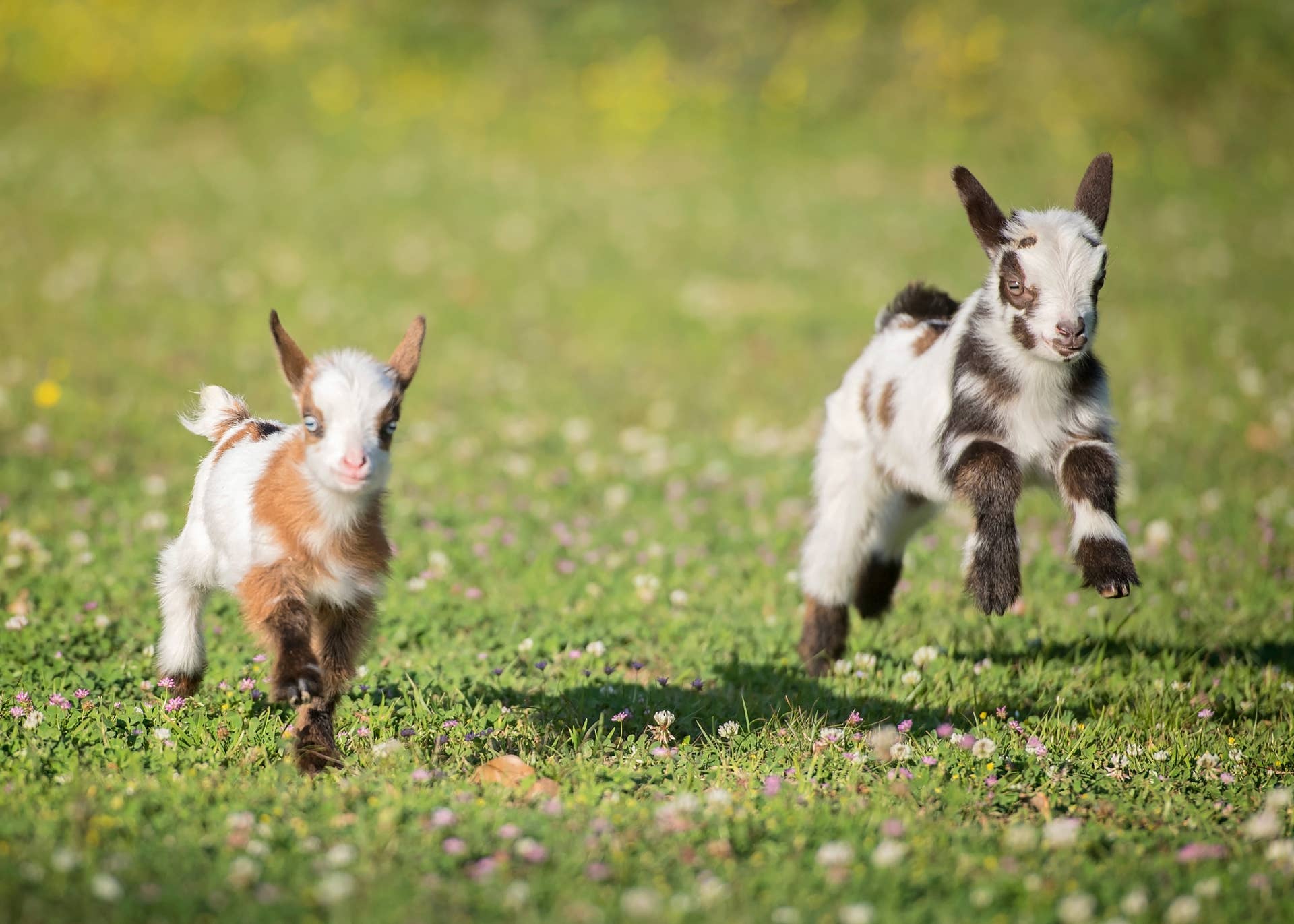 Sweater-Wearing Baby Goats Are the Happiest Thing on the Internet Today ...