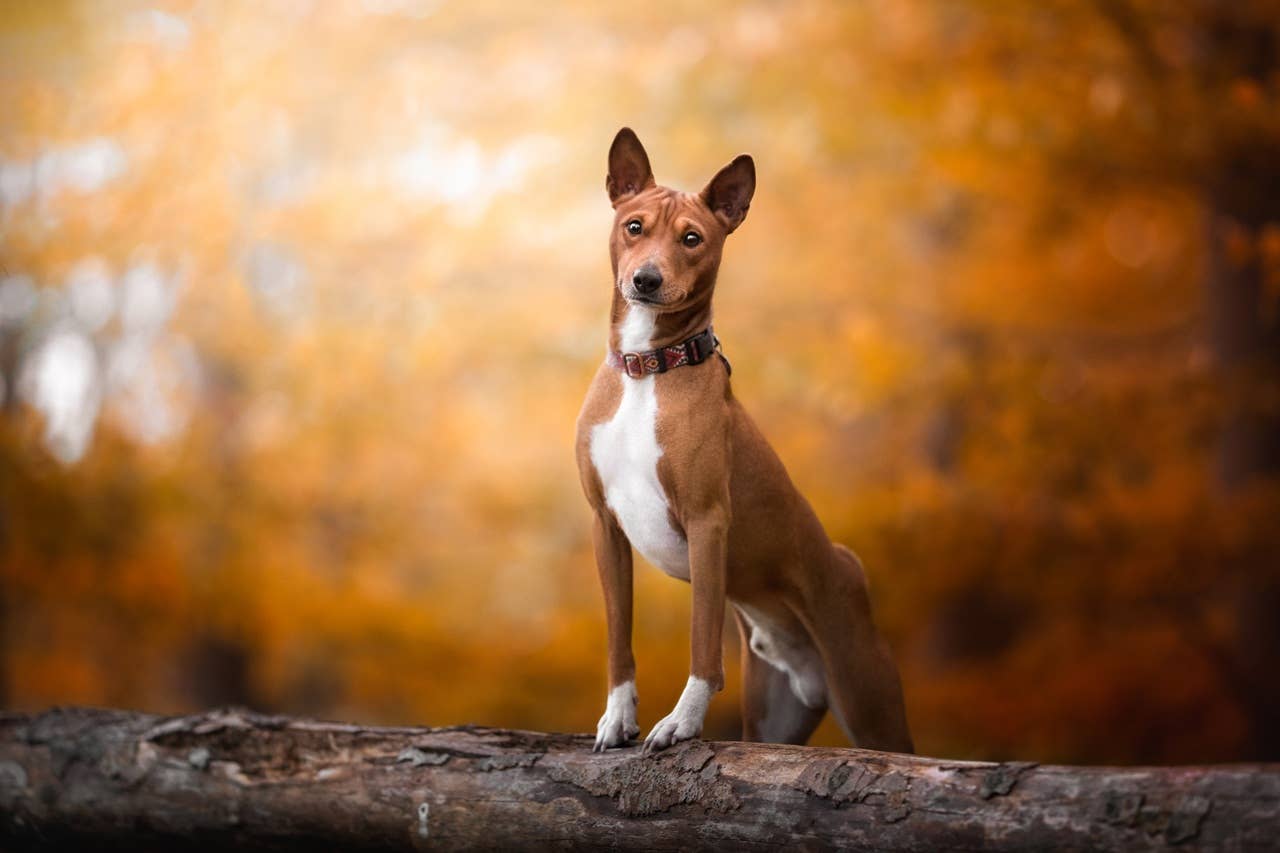 6 Best Dog Breeds for Introverts – Trainer-Approved Picks - Parade Pets
