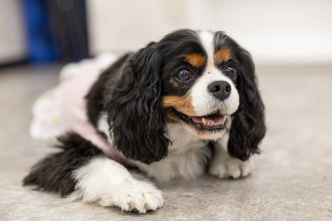 6 Best Dog Breeds for Introverts – Trainer-Approved Picks - Parade Pets