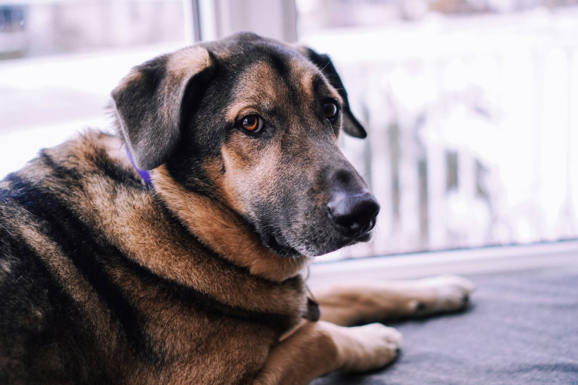 Senior Street Dog with 'Massive Tumor' Beats the Odds and Starts His ...