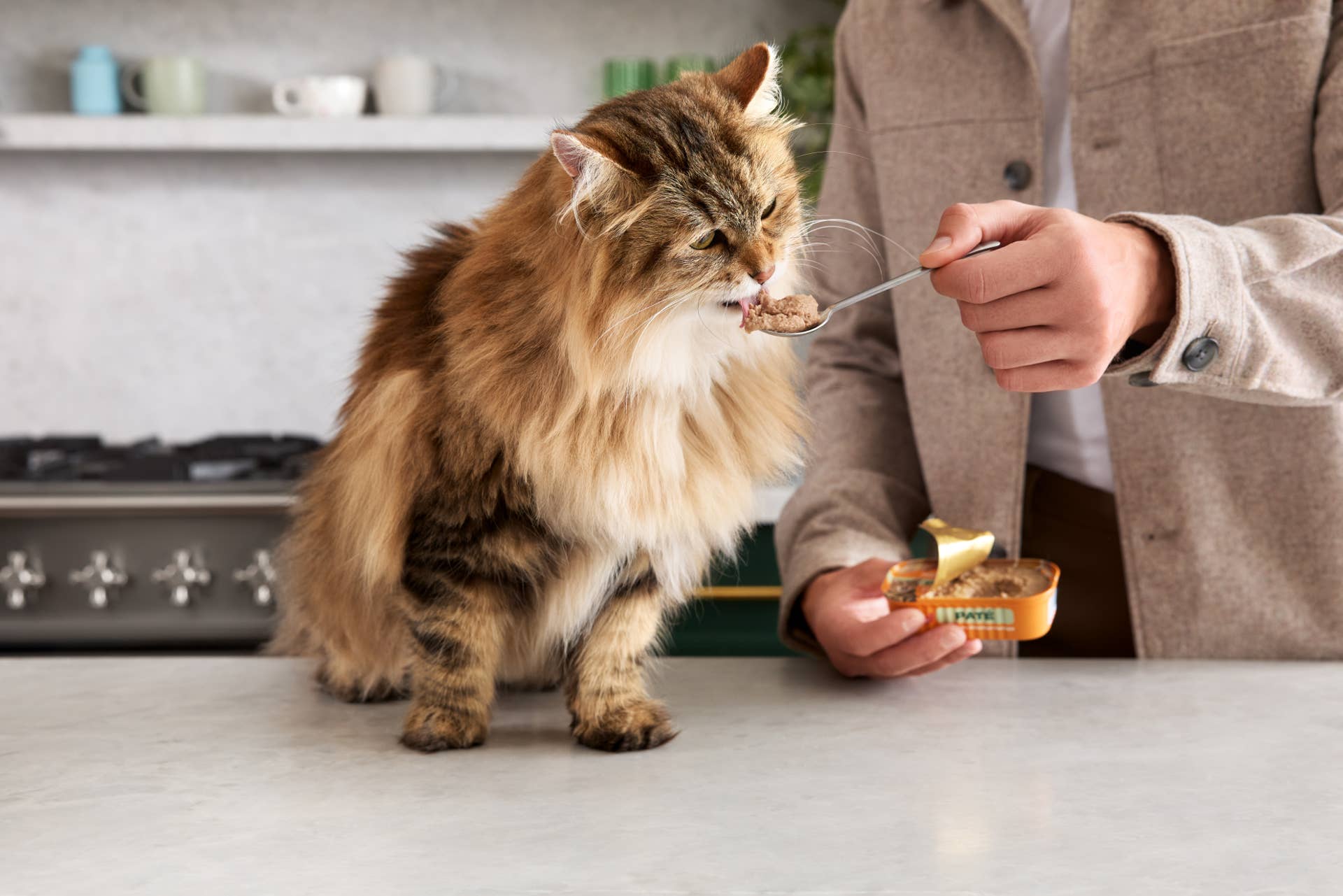 Jinx Partners With Tinx, Launching 'Green Flag' Cat Food Line - Parade Pets