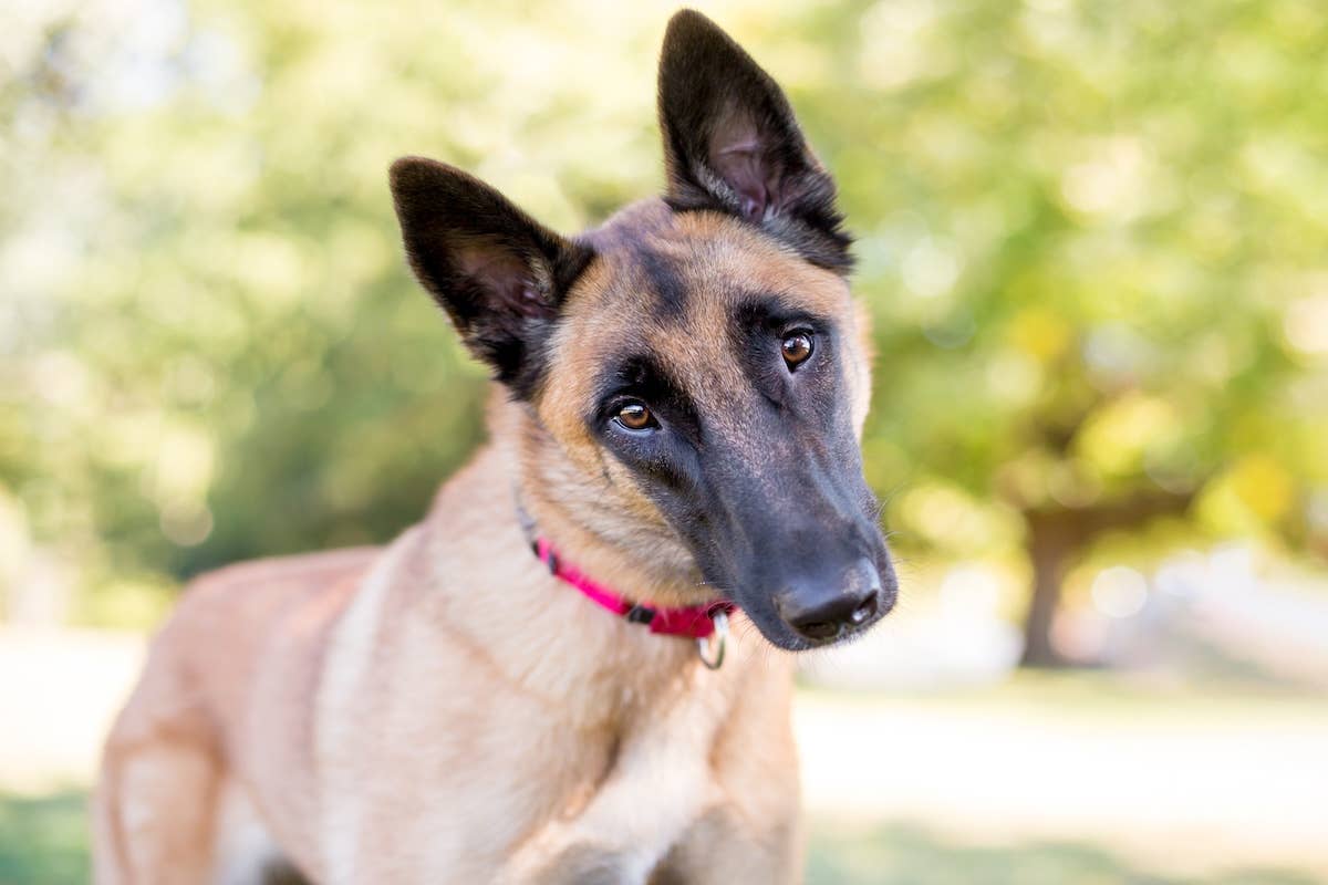 Excited Belgian Malinois at WKC Dog Show Becomes the Star - Parade Pets