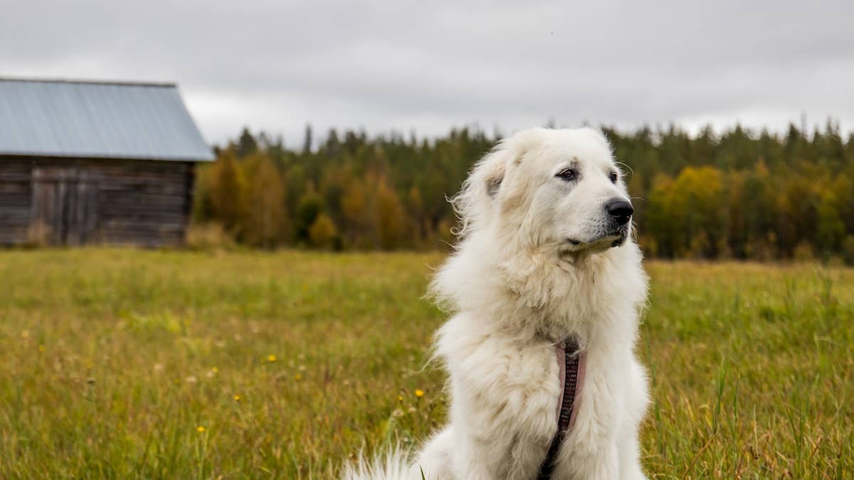 This Rare Guardian Dog Breed Has Fewer Than 10,000 Worldwide and People ...
