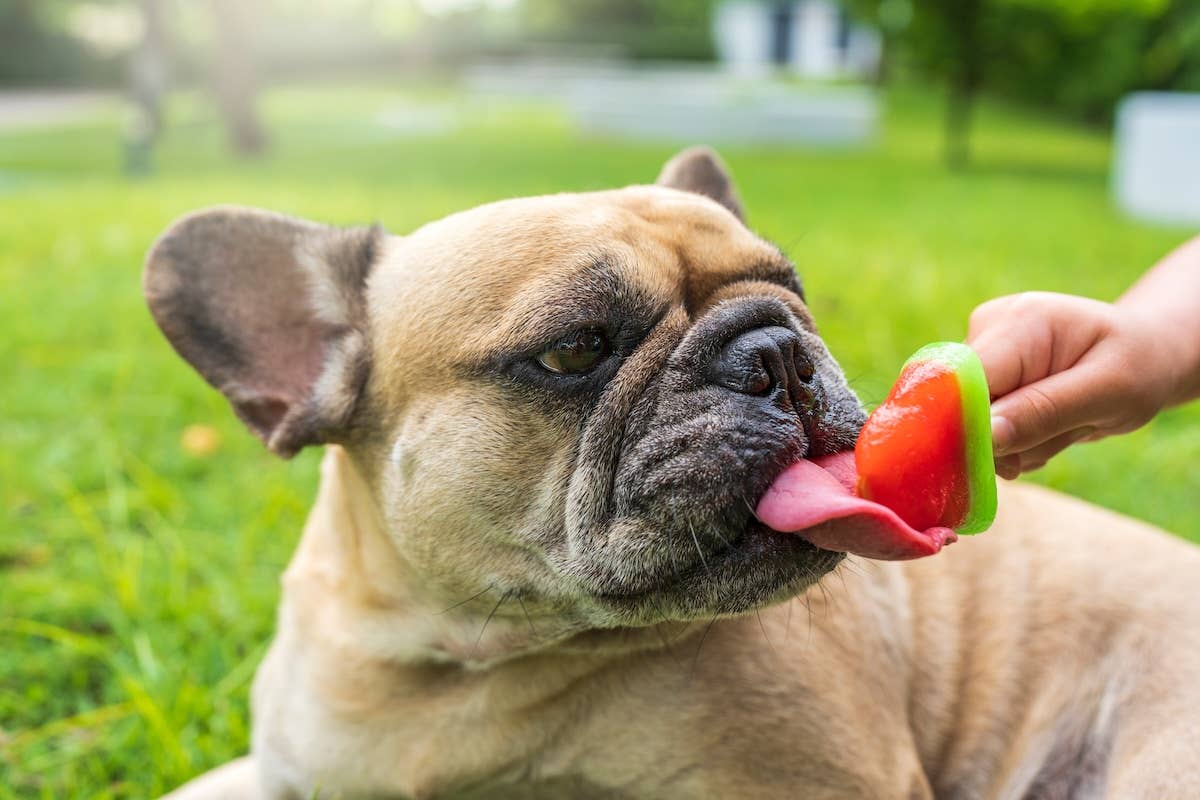 Cute Frenchie Bath Time Behavior Shows Dog Coping With Anxiety - Parade ...