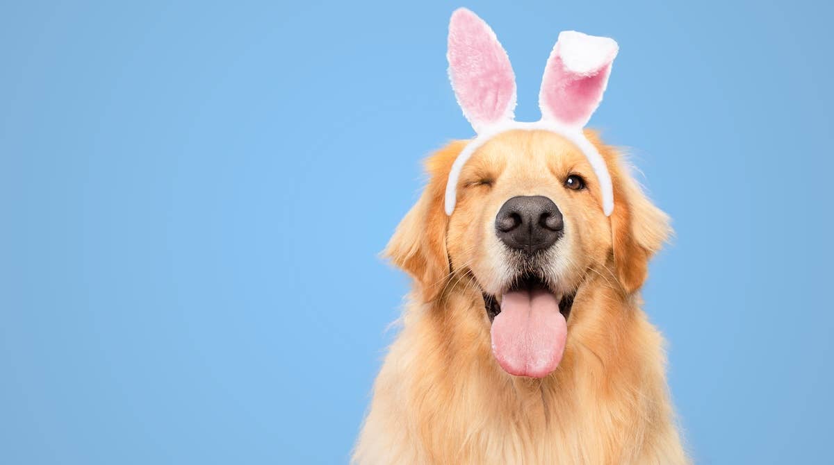 Golden Retriever Hops Like a Bunny in His Easter Costume - Parade Pets