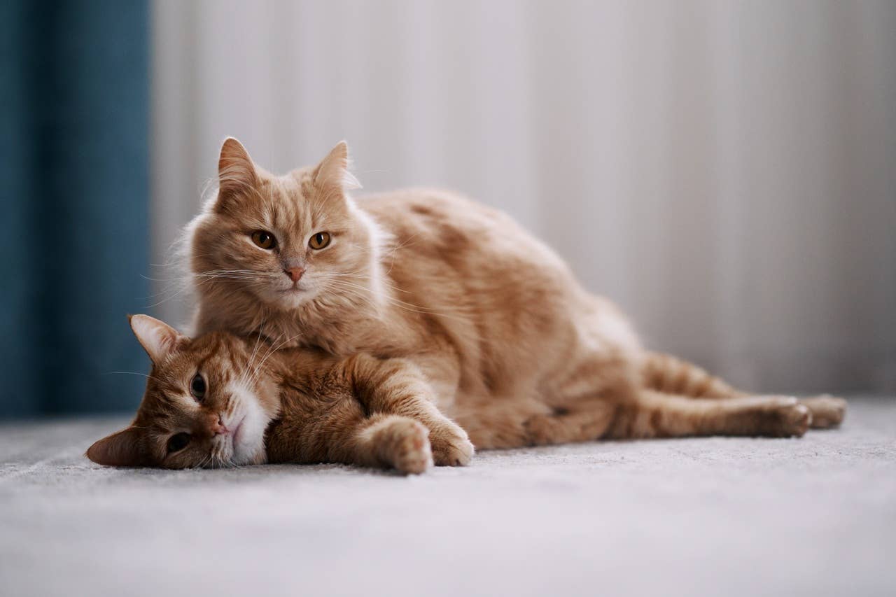 8 Cat Behaviors Decoded by Pet Behaviorists - Parade Pets