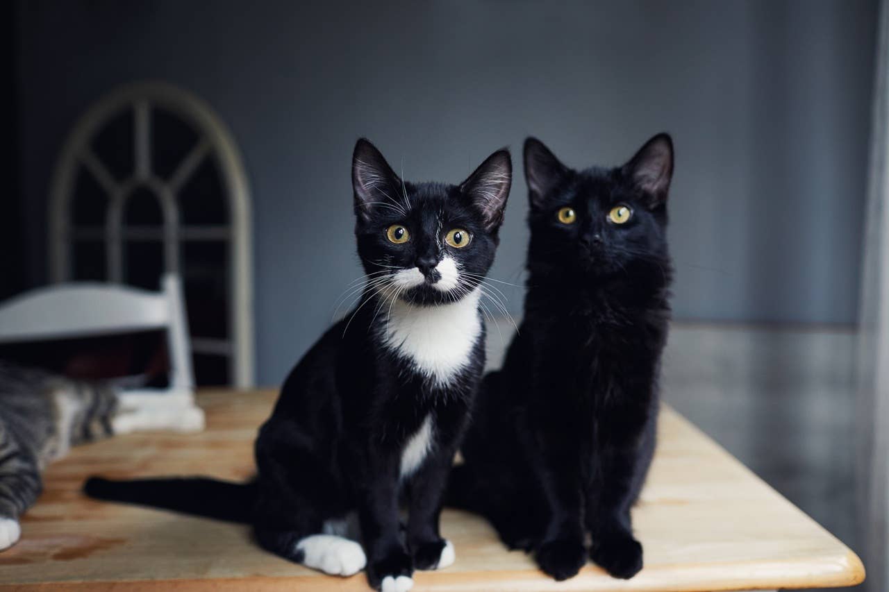 8 Cat Behaviors Decoded by Pet Behaviorists - Parade Pets