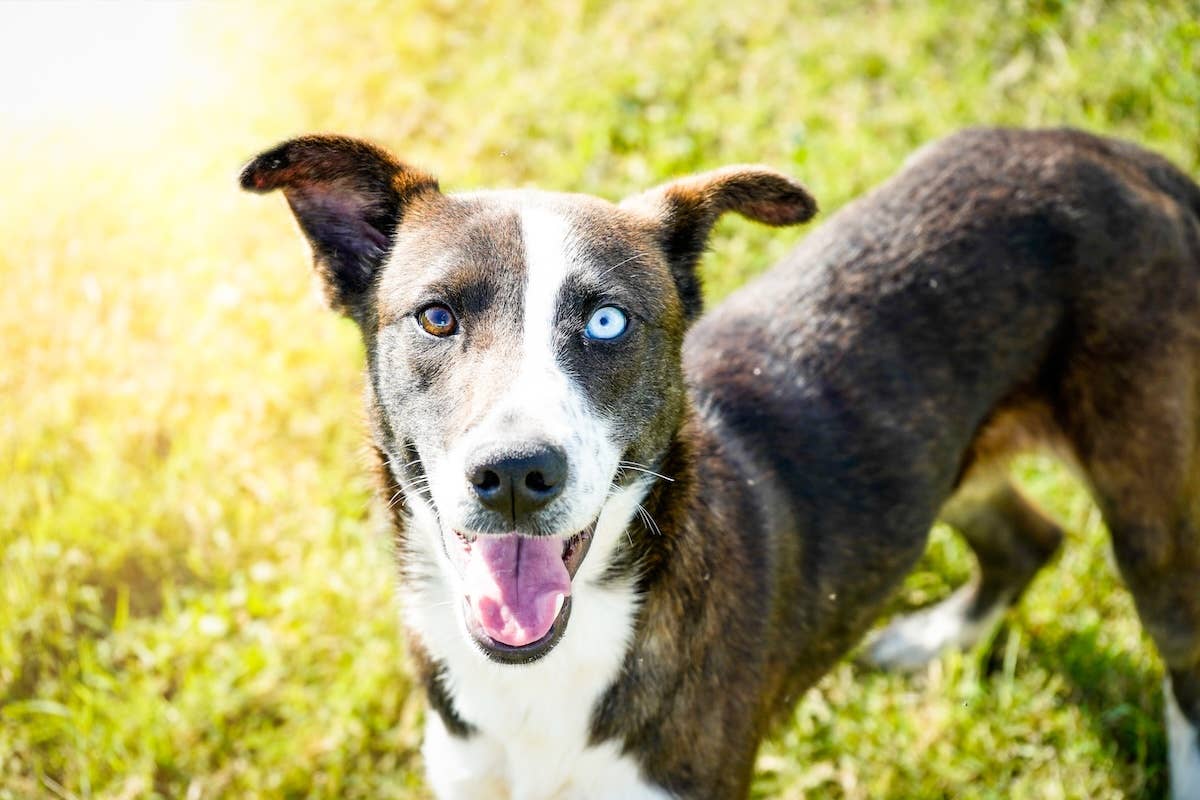 Tabby Cat’s Rare Three Colored Eyes Look Like Tiny Galaxies - Parade Pets
