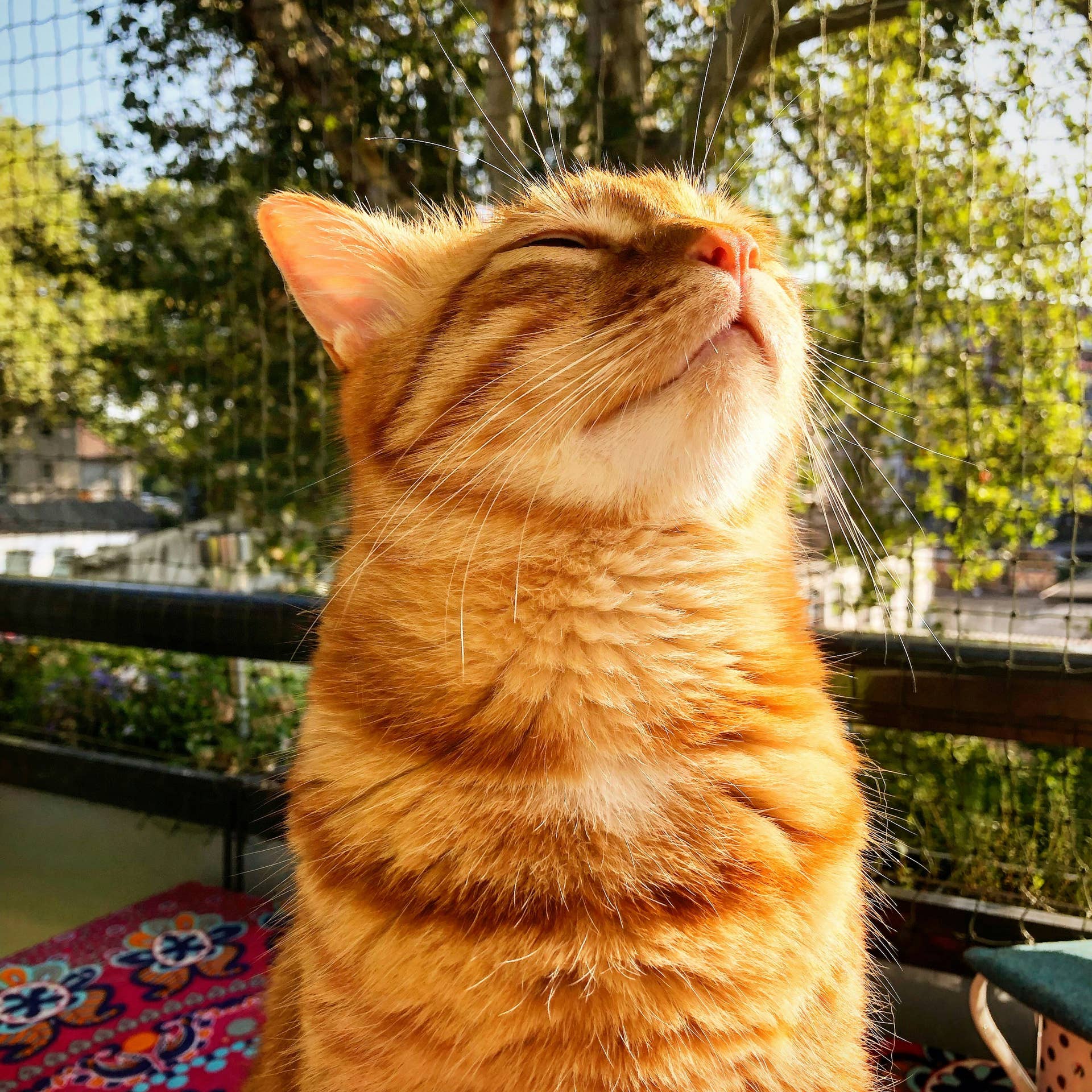 Orange Shelter Cat Rescued From Euthanasia List 'Falling in Love' With ...