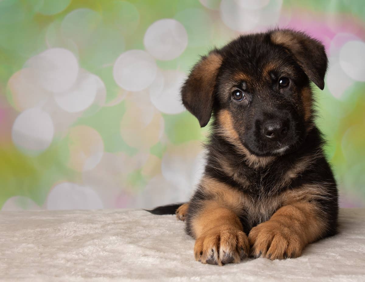 German Shepherd’s Glow-up From Tiny Puppy to Big Girl Includes Adorable ...