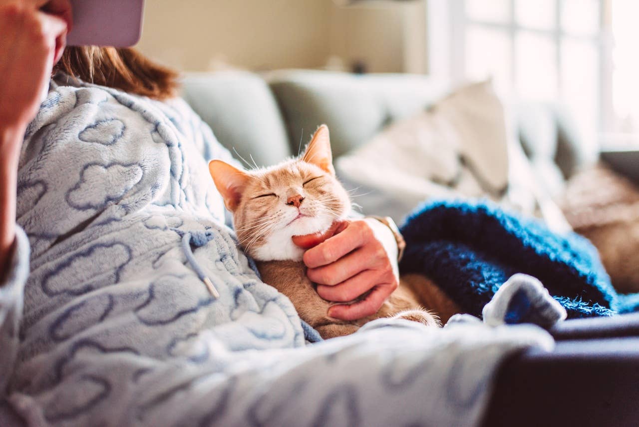 8 Expert-Backed Signs Your Cat Is Happy With You - Parade Pets