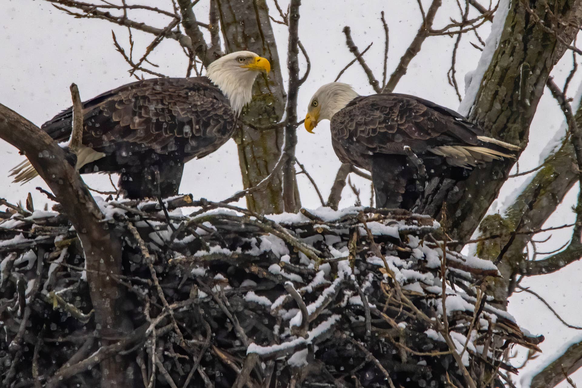 Beloved Big Bear Bald Eagle Jackie Lays New Egg After Earlier Nest Loss ...