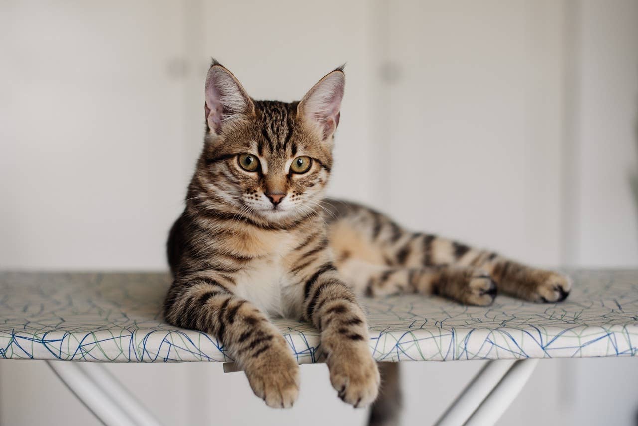 6 of the Cutest Short-haired Cats, According to Vets - Parade Pets