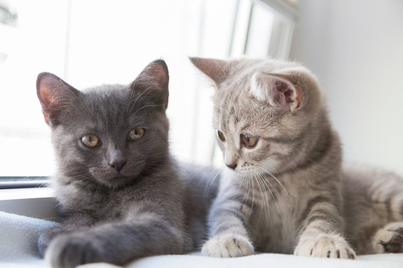 6 of the Cutest Short-haired Cats, According to Vets - Parade Pets