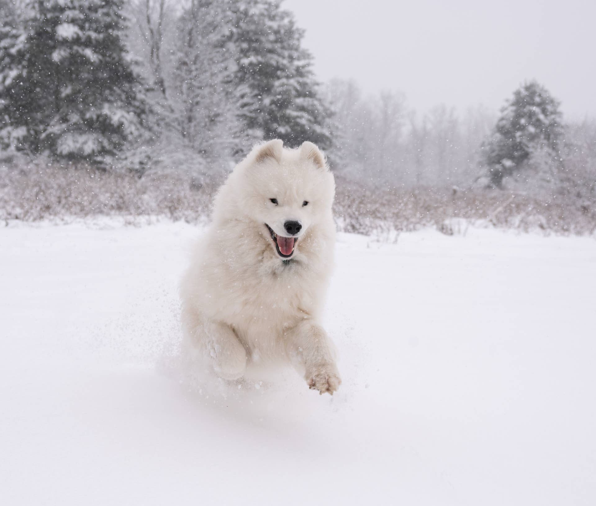This Samoyed Has a Unique Way of Getting Down a Mountain - Parade Pets