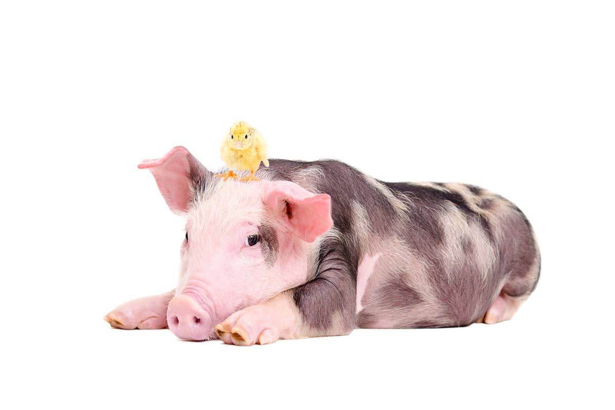 Smitten Pig and Duck Couple's Lemony Sunshine Date Looks Like Heaven ...