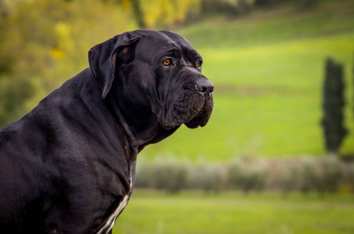 Huge Mastiff Decides Human Baby Sister Is 'His' and His Proud Face Says ...