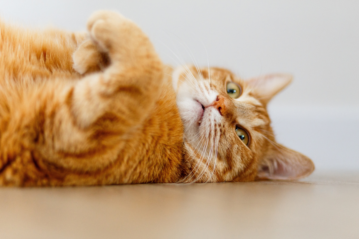 Orange Cats: Cute Photos, Funny Moments, and Big Personalities - Parade ...