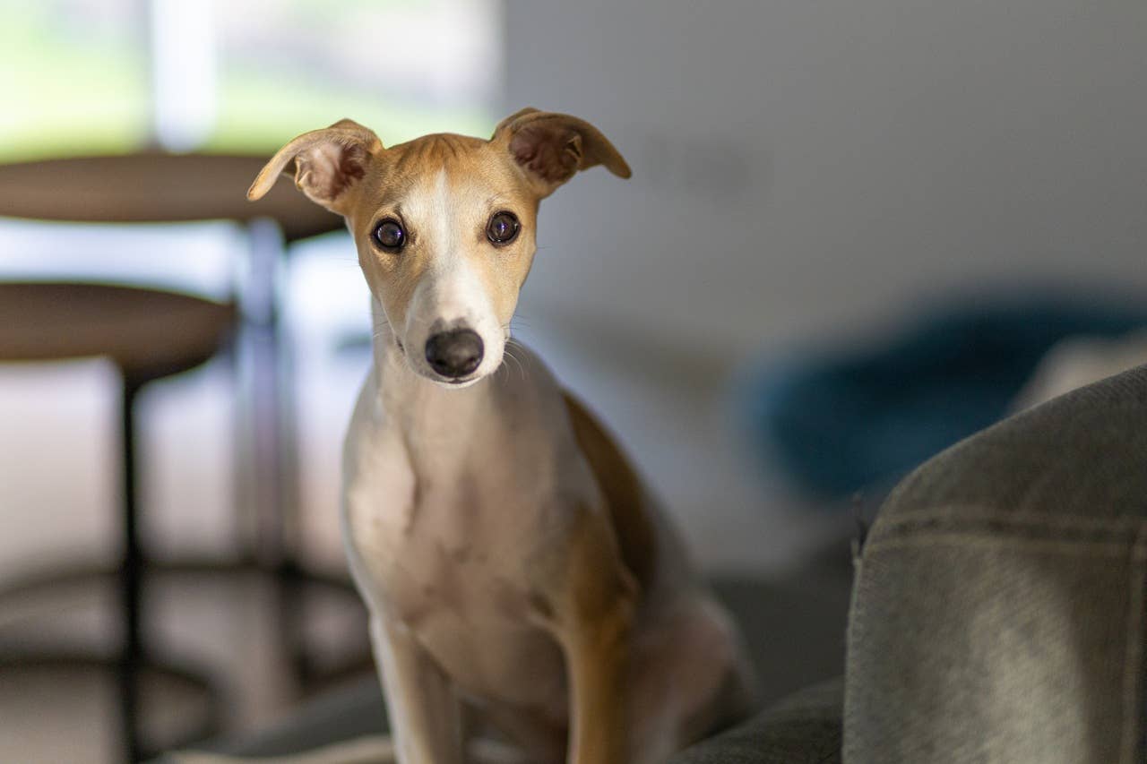 6 Top Vet-Recommended Dog Breeds to Own in 2026 - Parade Pets