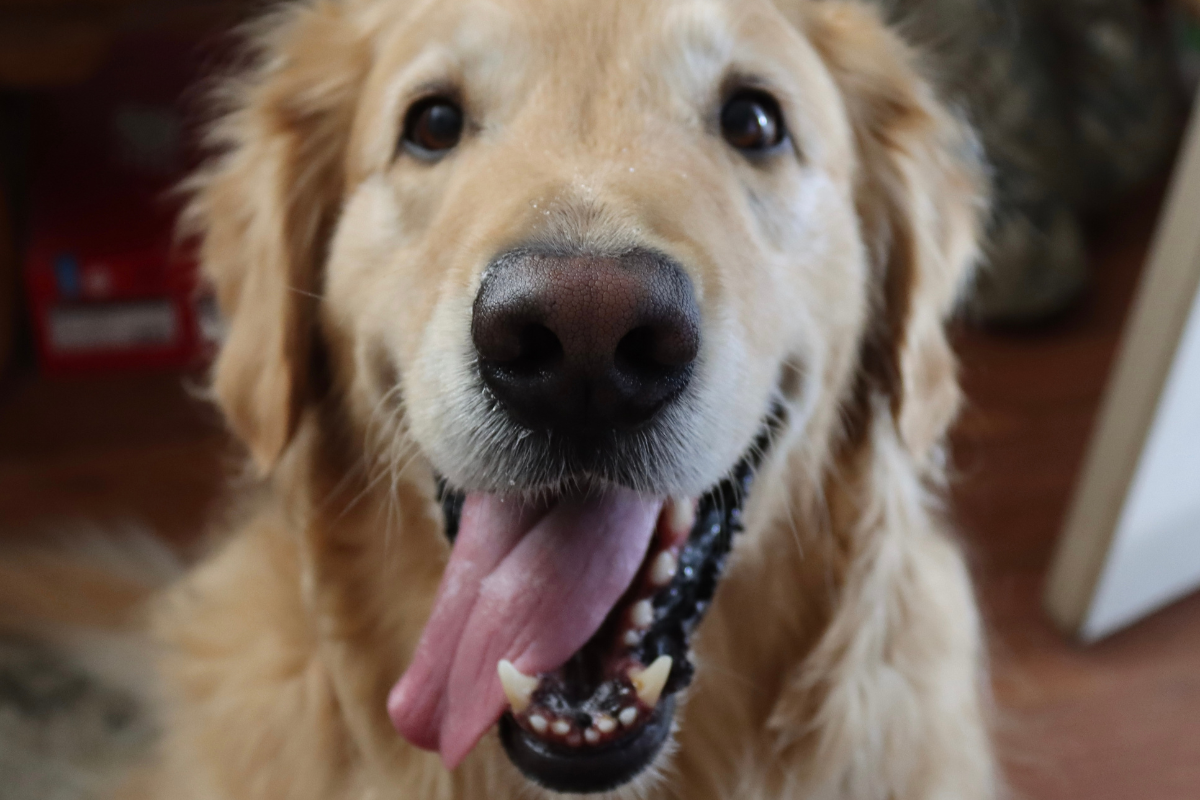 Senior Golden Retriever Saved From Shelter Just in Time - Parade Pets