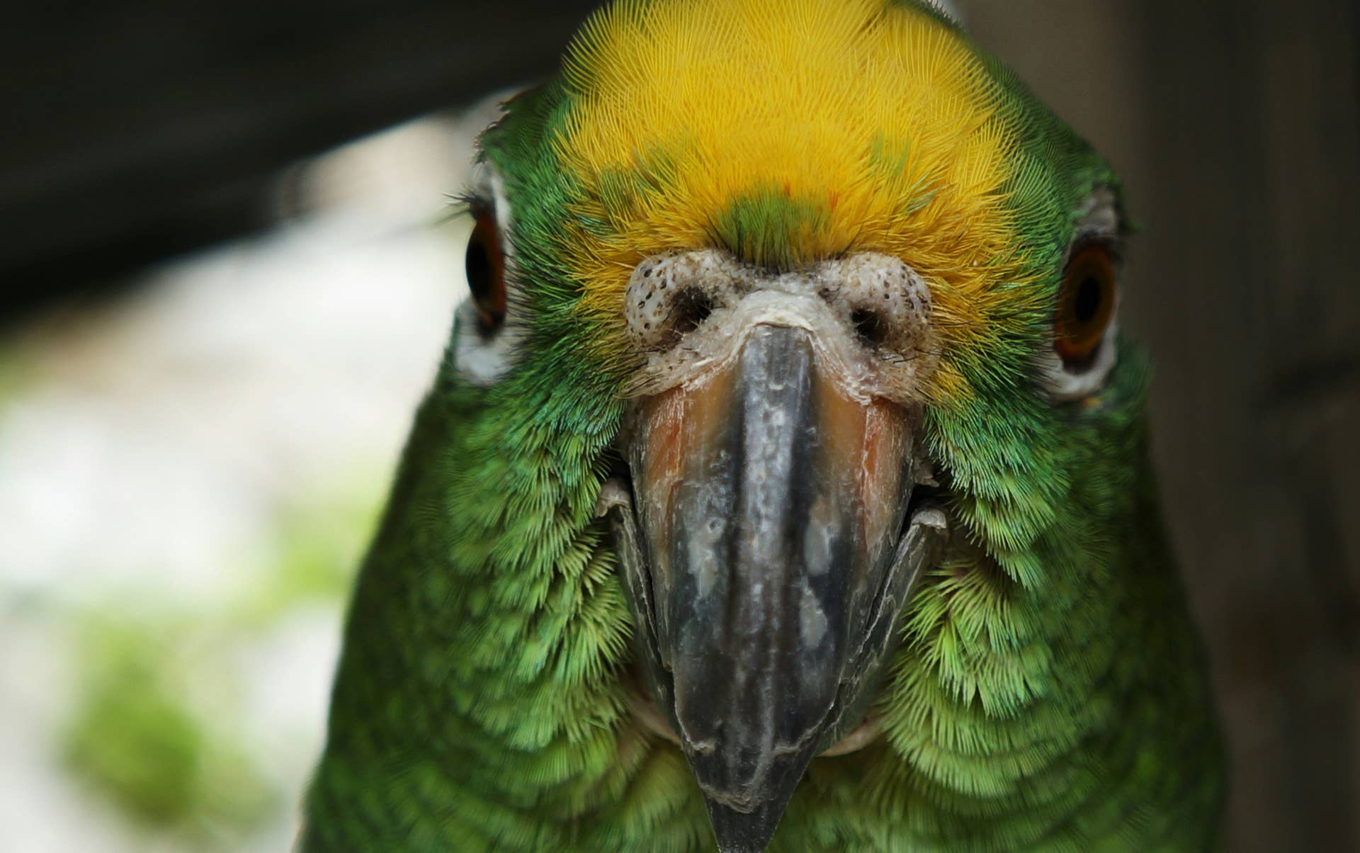 Parrot Turns Road Trip Into His Own Personal Concert Like a True King ...