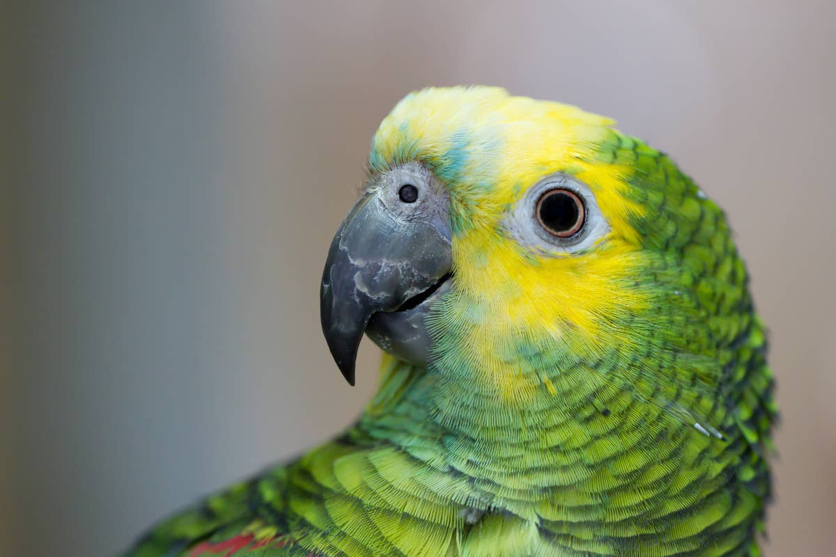 Parrot Turns Road Trip Into His Own Personal Concert Like a True King ...