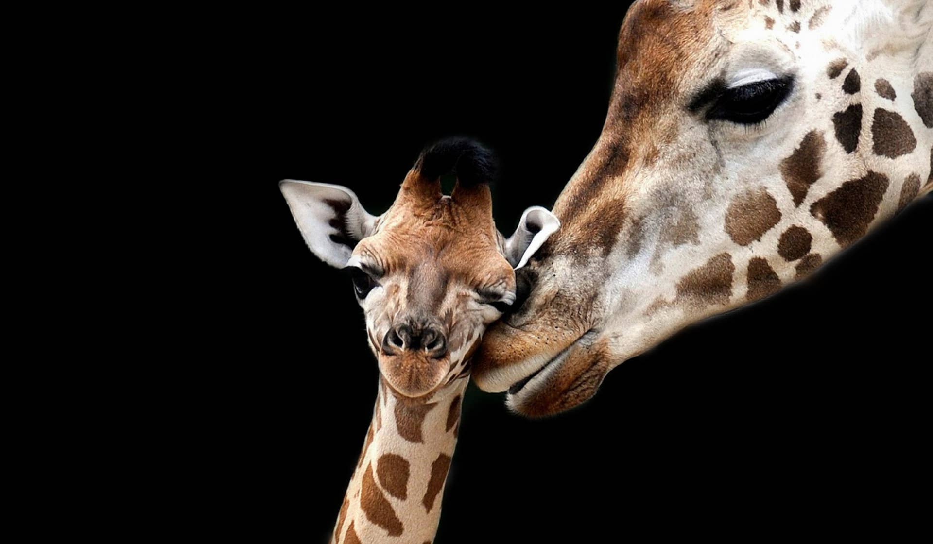 Baby Giraffe Born With 'Toupee' Is Stealing Hearts - Parade Pets